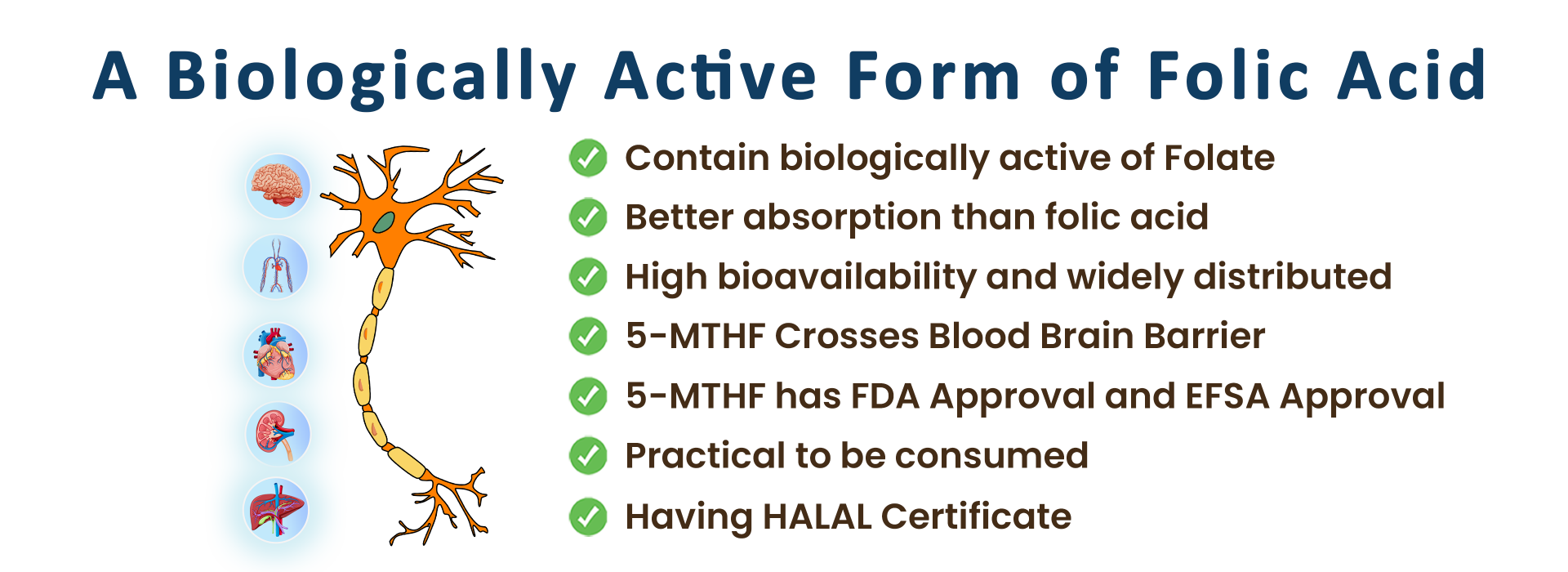HY-FOLIC | A Biologically Active Form of Folic Acid